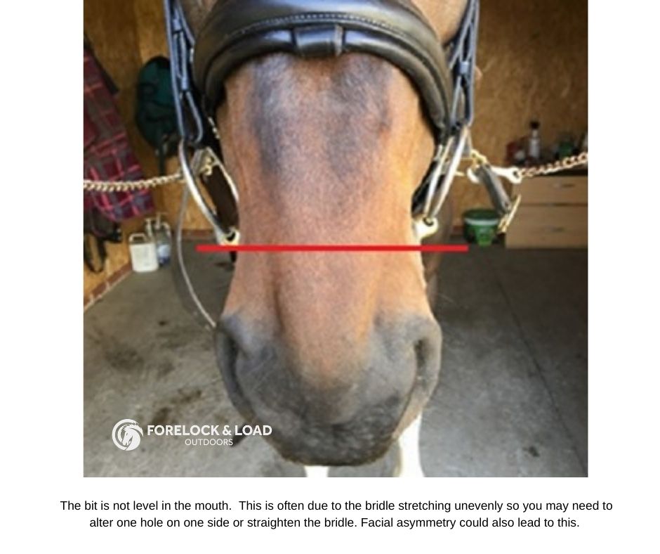 What do we mean by Rein Tension and Bit Placement? - Forelock and Load Blog