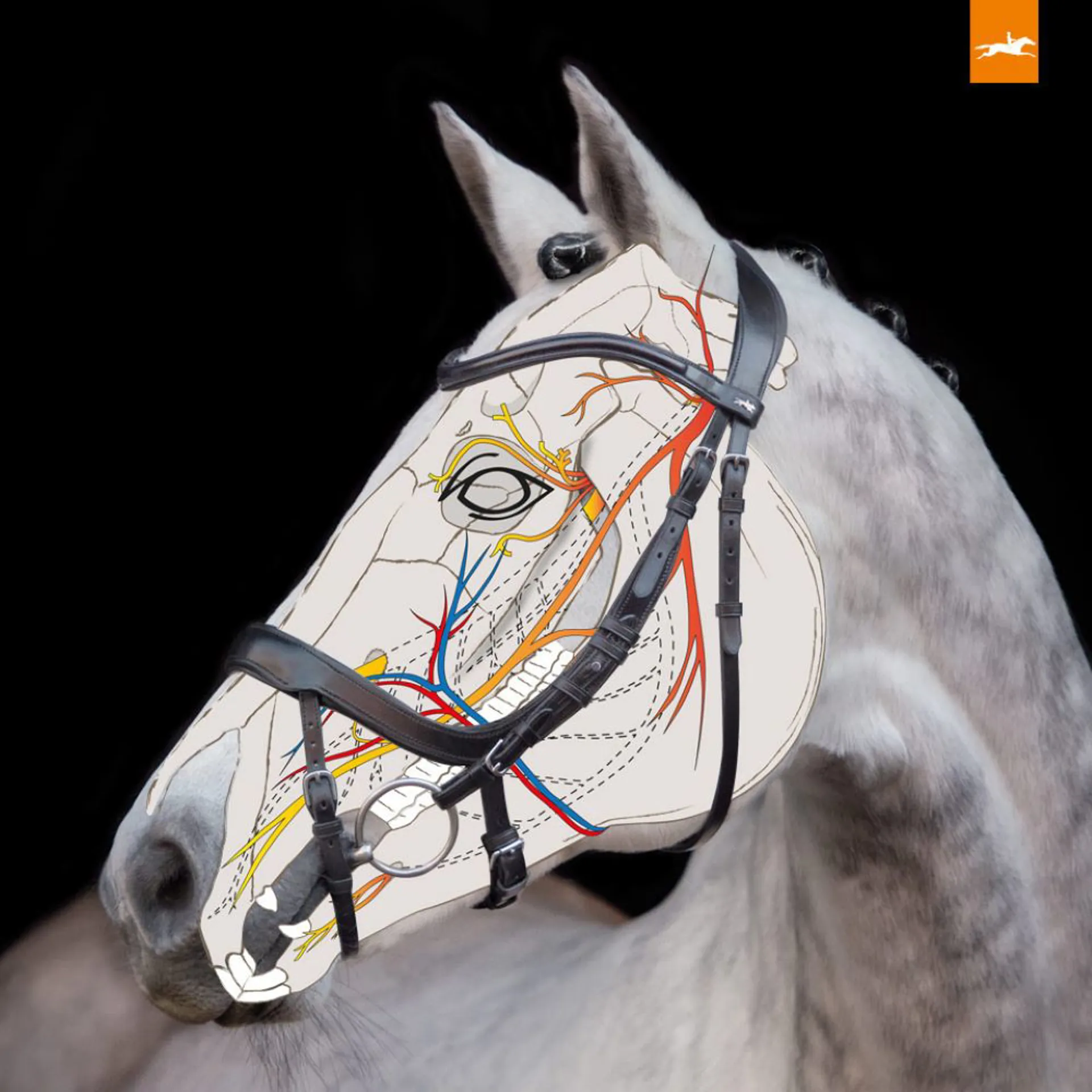 Equitus Alpha Anatomical Bridle Hire
